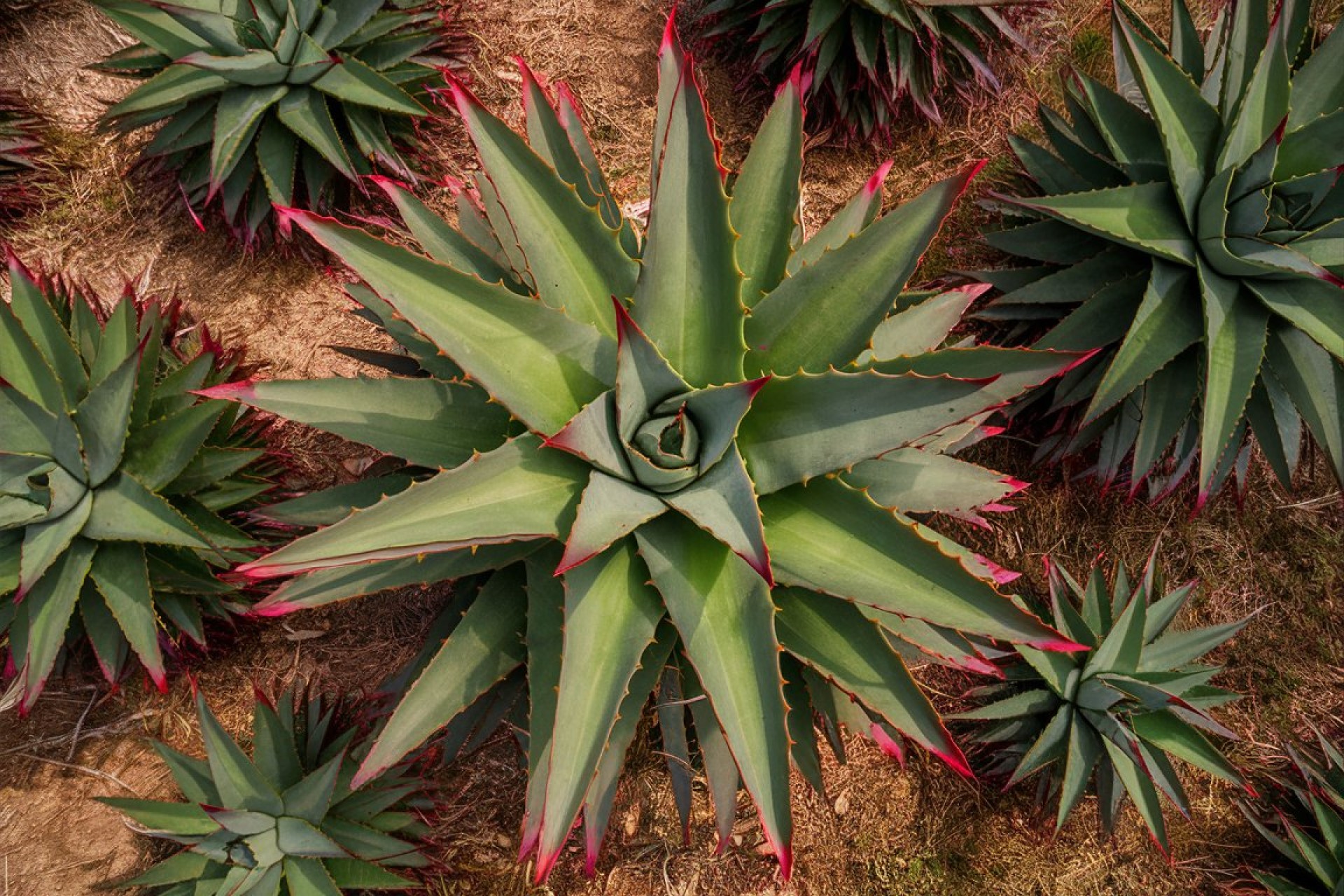 Los 10 Tipos de Sábilas más Populares y Ornamentales