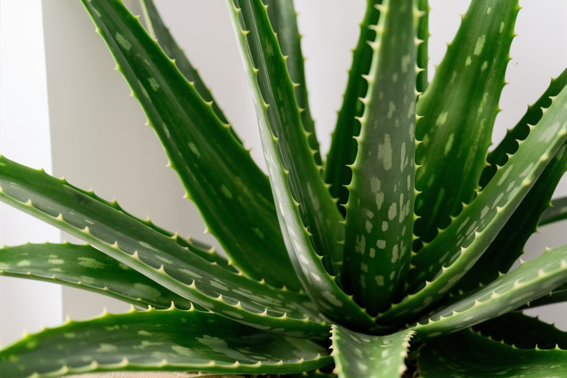 Los 10 Tipos de Sábilas más Populares y Ornamentales