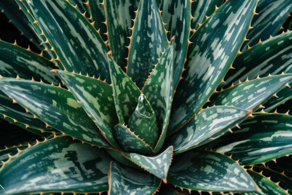 Los 10 Tipos de Sábilas más Populares y Ornamentales