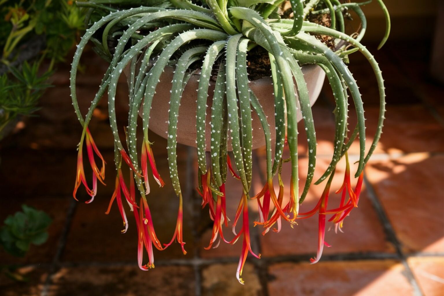 Los 10 Tipos de Sábilas más Populares y Ornamentales