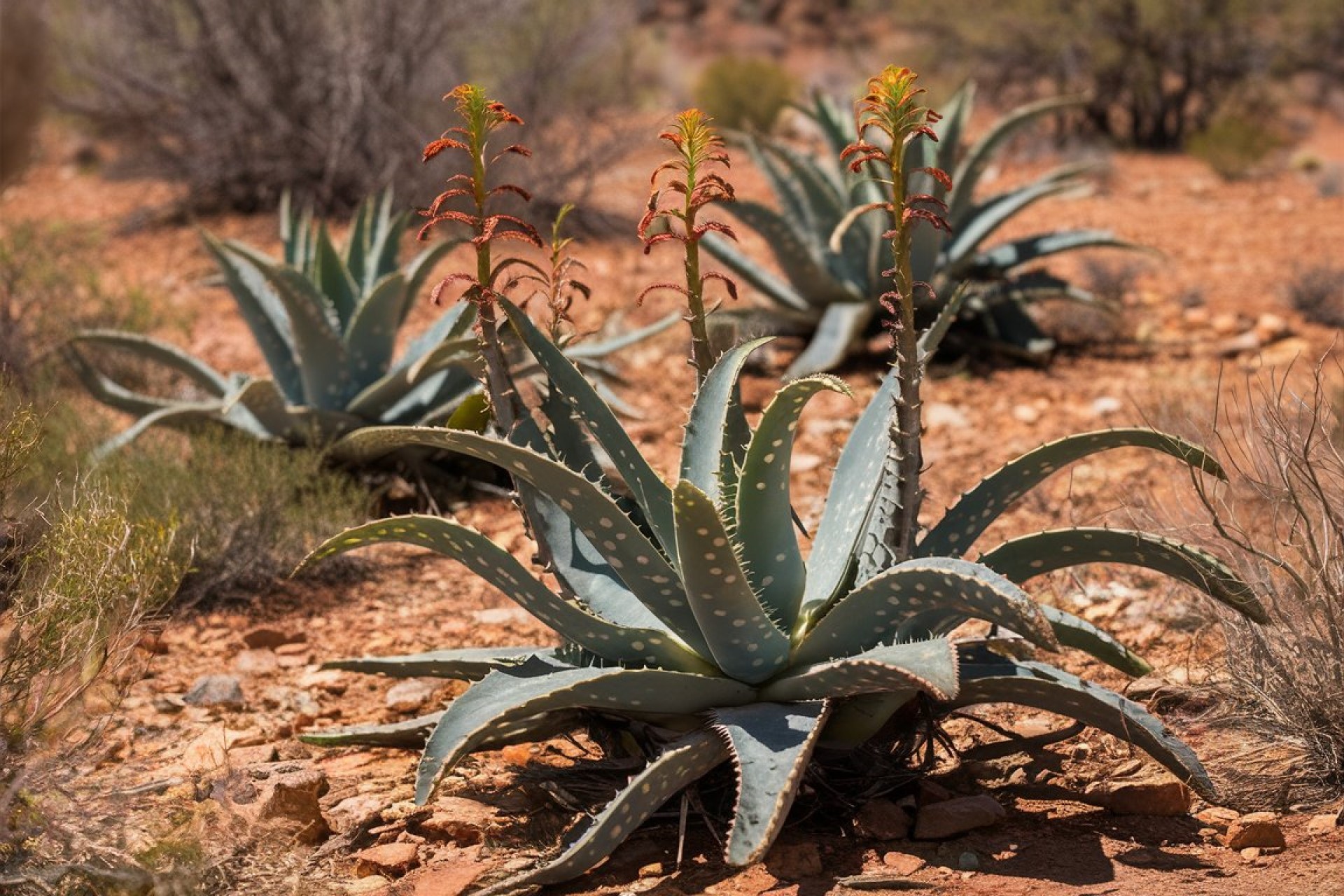 Los 10 Tipos de Sábilas más Populares y Ornamentales