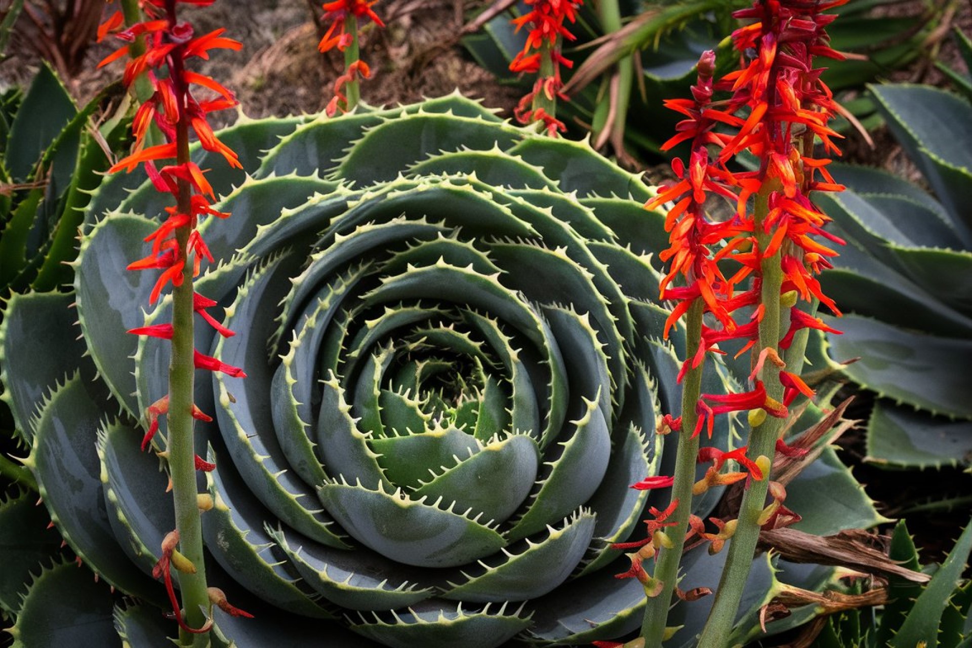 Los 10 Tipos de Sábilas más Populares y Ornamentales